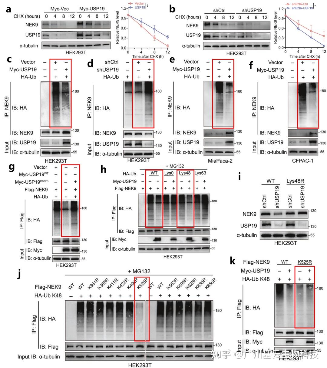 USP19在K525位点催化NEK9 K48链的去泛素化 - 知乎