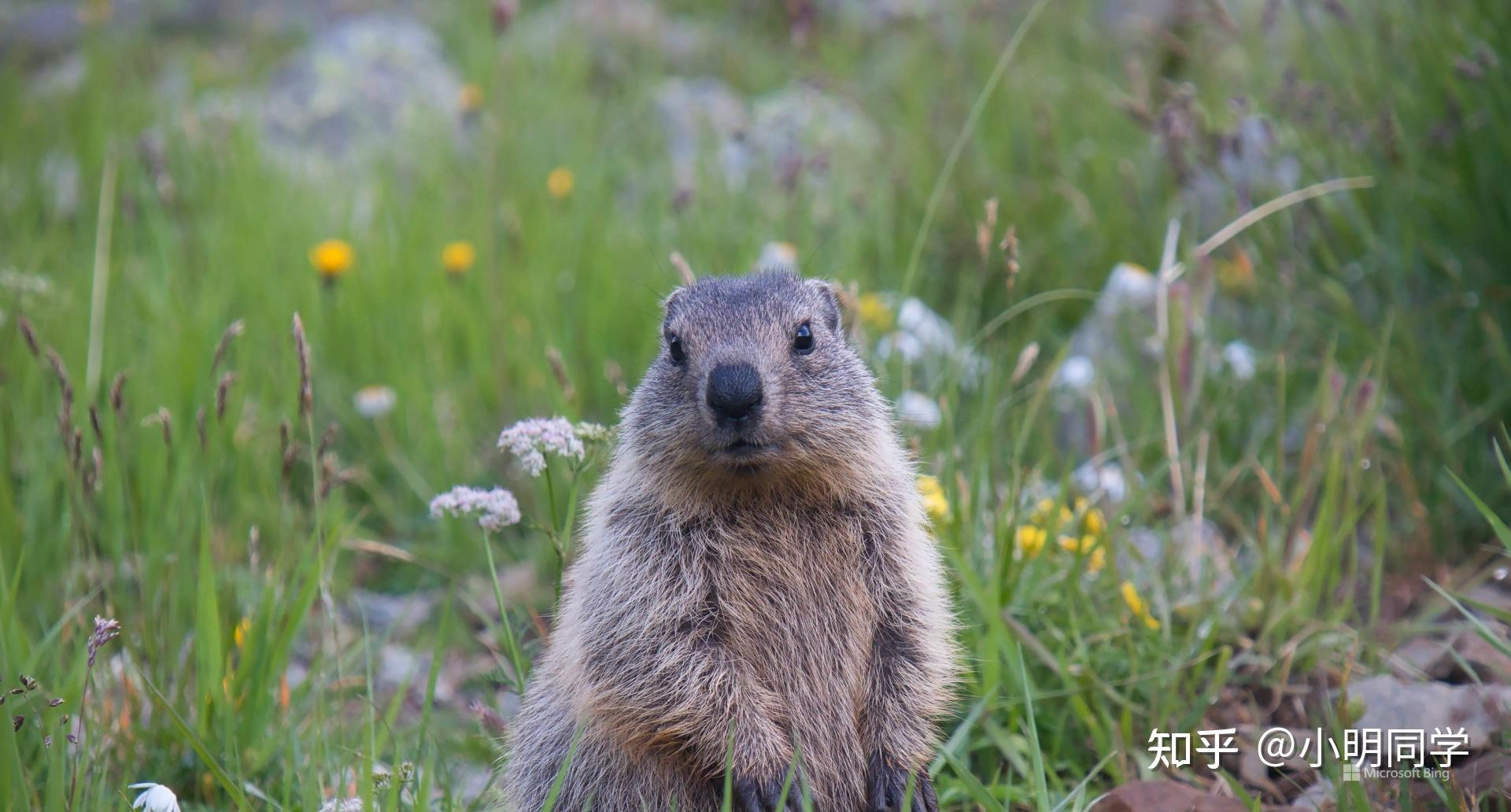 一个宝藏壁纸工具——Bing Wallpaper，高清美图每天换不停！ - 知乎