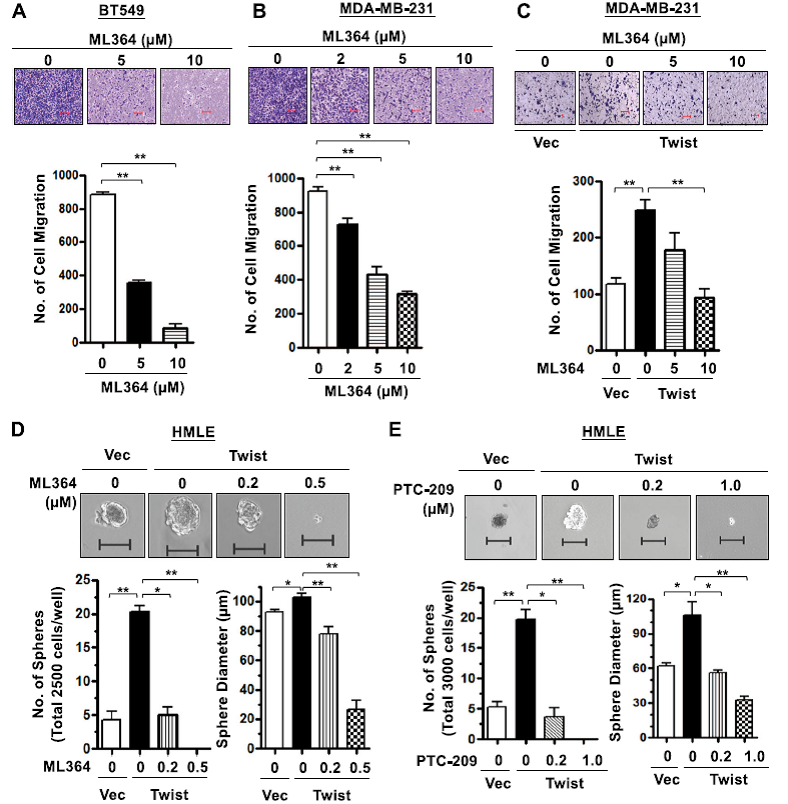 抑制USP2可消除癌症干细胞并增强TNBC对化疗的反应 - 知乎