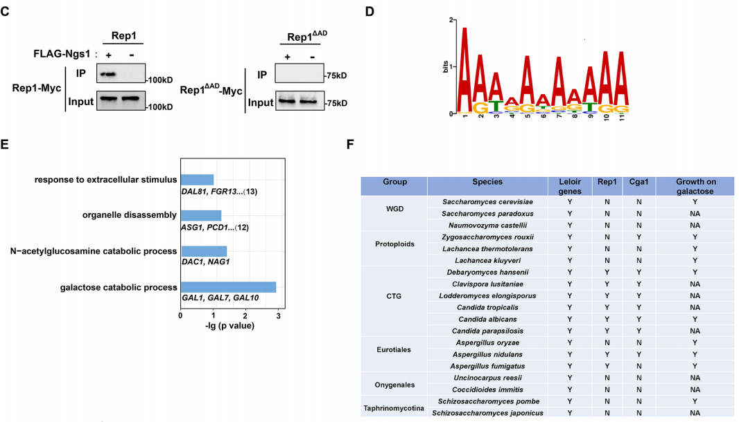 eLife（IF：8.713）发表武汉大学逯杨/苏畅团队白念珠菌半乳糖代谢信号通路分子机制 - 知乎