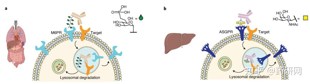 新旧诺奖之碰撞：下一代靶向蛋白降解技术 - 知乎