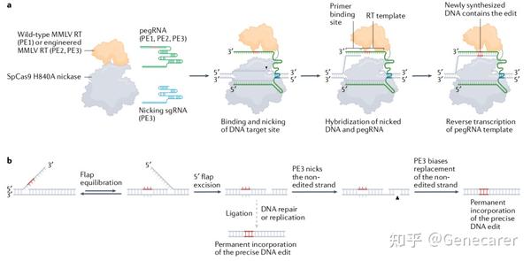 精确和高适用性基因编辑方法 Prime Editor综述介绍（1） 知乎 