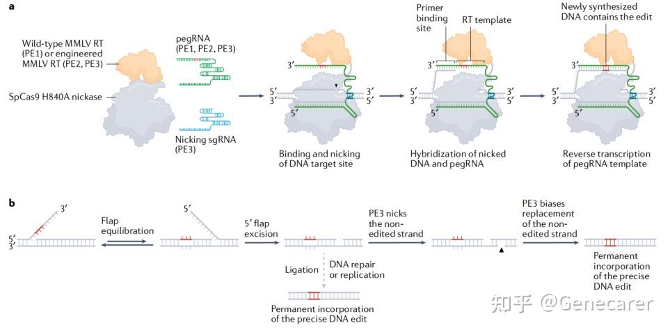 精确和高适用性基因编辑方法 Prime Editor综述介绍（1） - 知乎