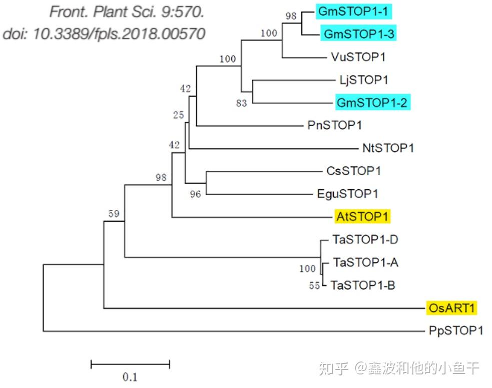 抗酸性土壤铝毒害的关键转录因子——STOP1 - 知乎