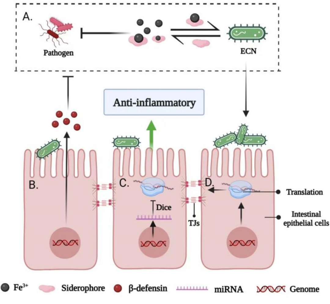 Mater Today Bio 综述丨孙达团队评述大肠杆菌Nissle 1917作为一种可定制的药物递送系统用于疾病诊疗研究进展 - 知乎