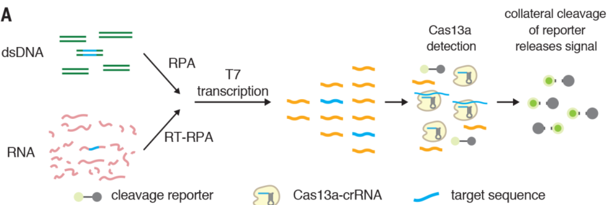 【CRISPR】张峰团队的夏洛克故事你看了吗 - 知乎