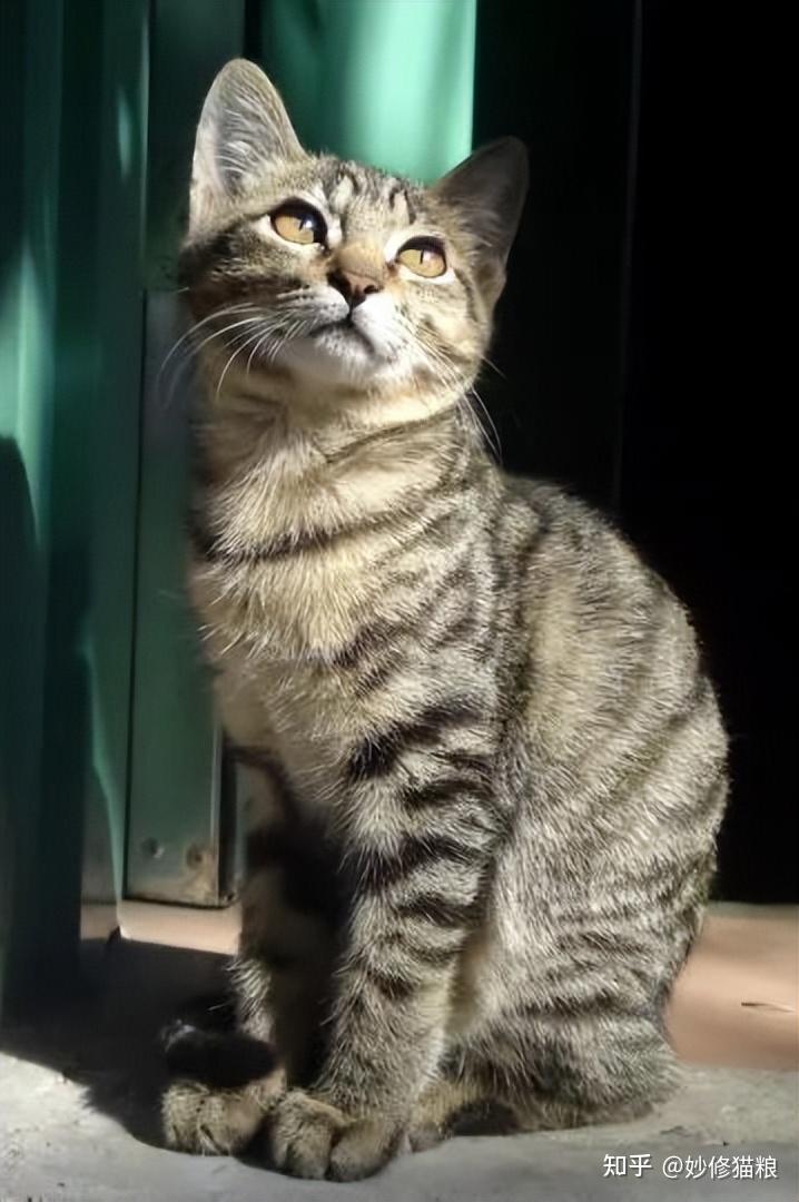 养“狸花猫”的8大坏处，看完你还敢养吗？ - 知乎