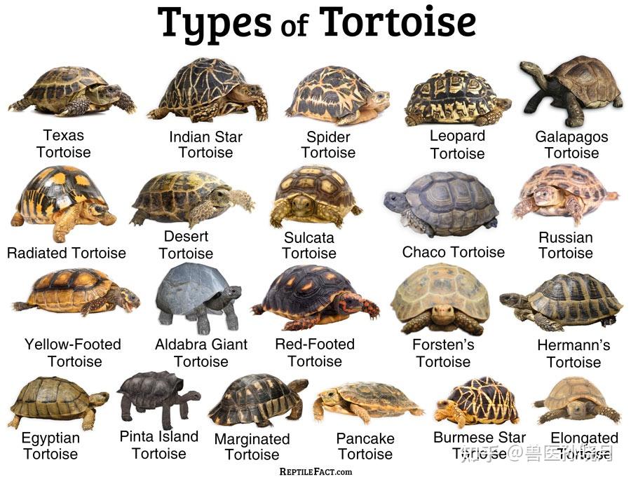 最专业的龟的饲养指南 - 知乎