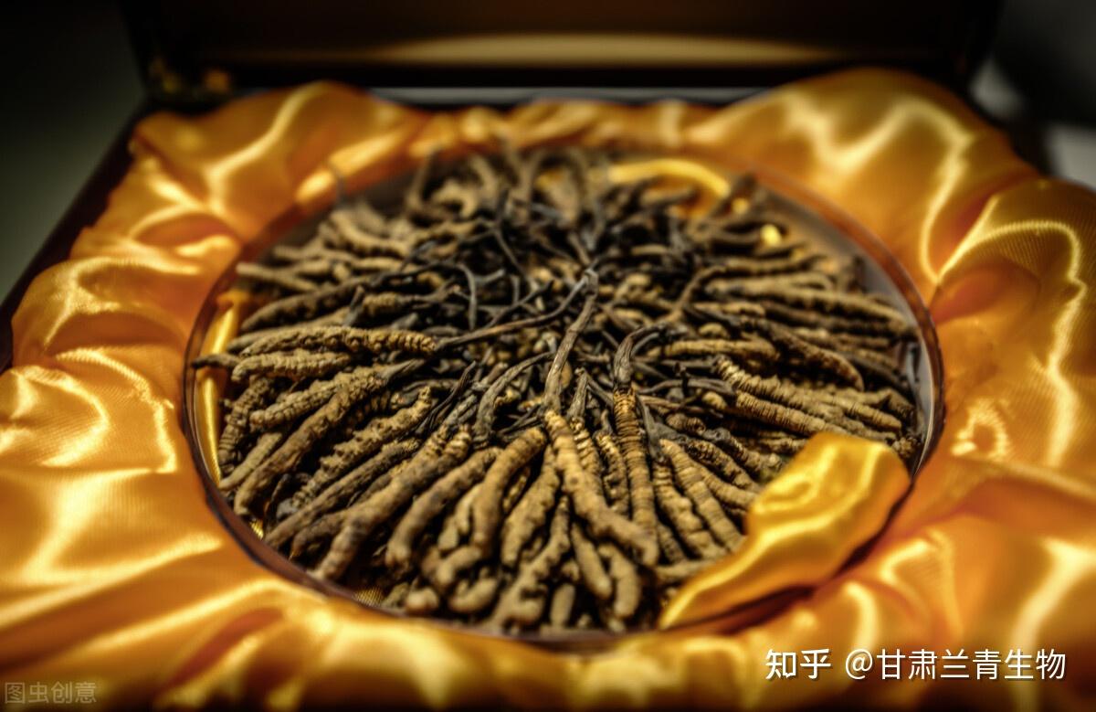 虫草的功效和作用禁忌【兰青生物】 - 知乎