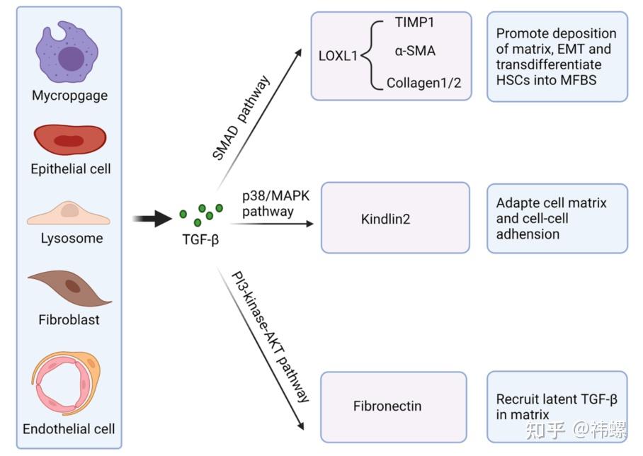 TGF-β 信号通路相关综述（2） - 知乎