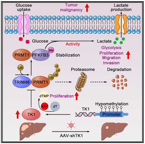 Cell Metabolism | 南京医科大学合作发现胸苷激酶1以酶依赖性和非依赖性方式驱动肝细胞癌 - 知乎