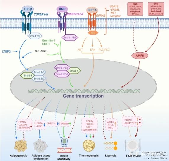 Signal Transduction and Targeted Therapy：从信号通路机制研究和解决肥胖