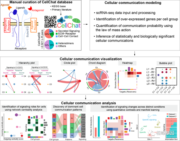 SCS【25】单细胞细胞间通信第一部分细胞通讯可视化（CellChat） - 知乎