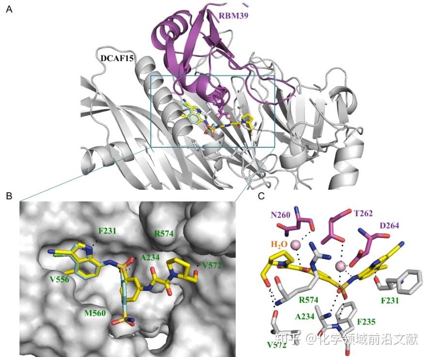 上药所赵玉军/黄河/陈奕研究员J. Med. Chem.：新型RBM39降解剂诱导CEP192 mRNA异常剪接，导致纺锤丝无法形成、阻滞细胞 ...