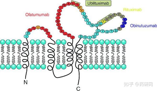 靶点常青树：CD20 - 知乎