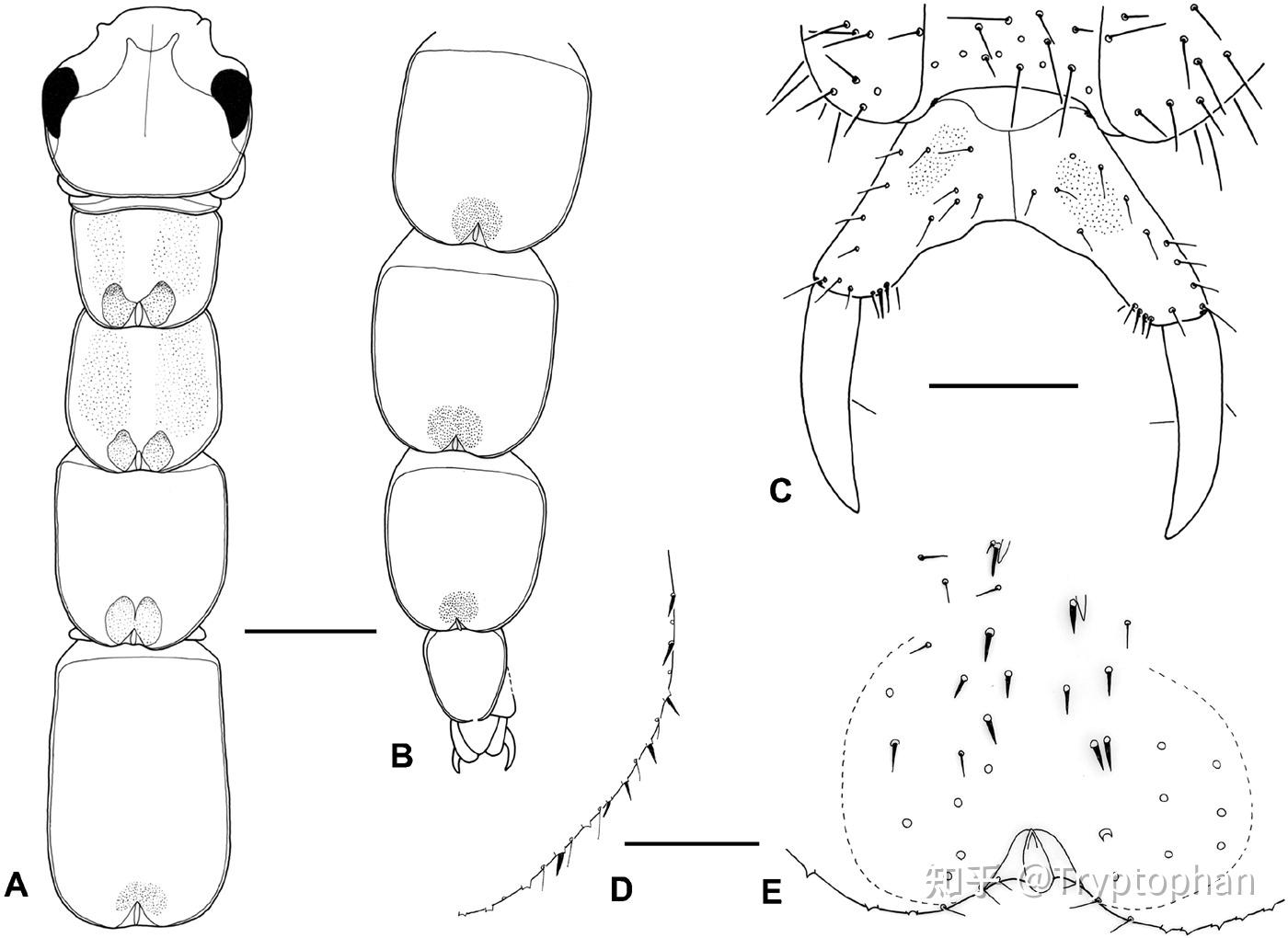 【Scutigeromorpha 】世界蚰蜒属征译名 分类 图鉴 - 知乎