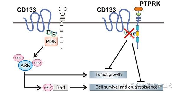 PROM1：一种新的肿瘤干细胞CSCs表面标志物，未来新分子靶点！ - 知乎