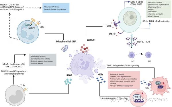 【双重剑客】HMGB1——炎症反应与癌症的重要靶点 - 知乎
