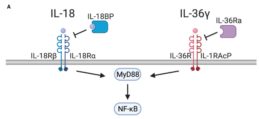 逐典分享丨细胞因子在CAR-T治疗中的应用 - 知乎