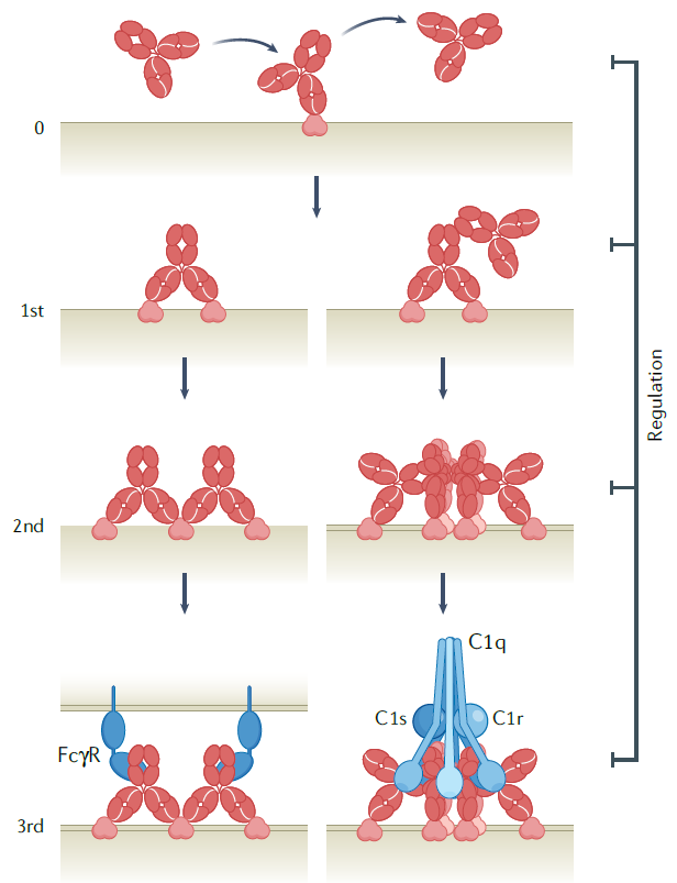 驾驭抗体的Avidity - 知乎