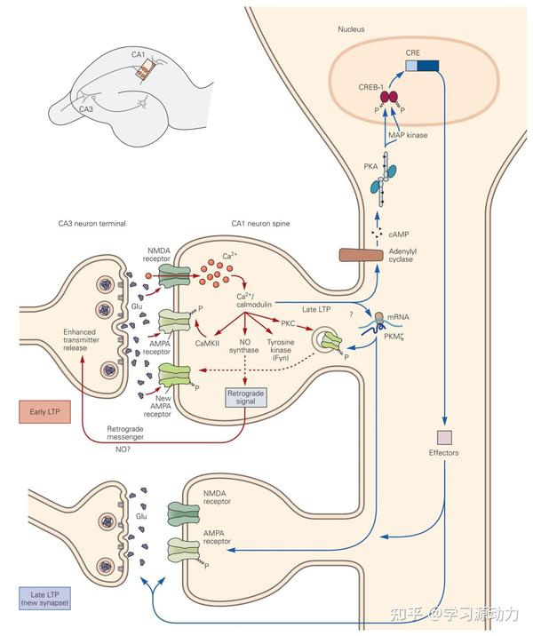 拉开孩子和同学差距：自主学习体系为什么一定要每天坚持10分钟？ - 知乎