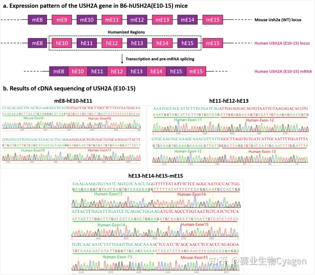 Usher综合征疗法研究的最佳选择：USH2A人源化疾病模型 - 知乎