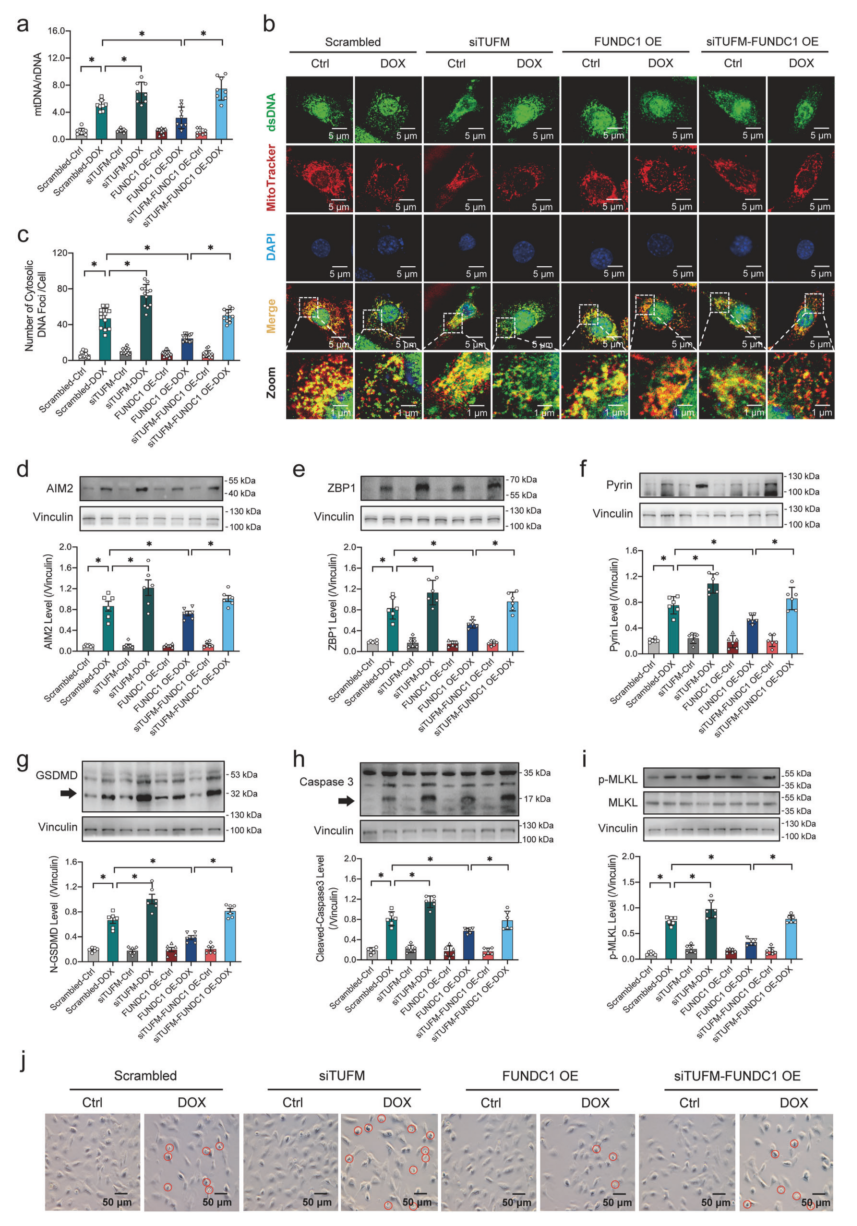 CDD丨FUNDC1 通过与 TUFM 相互作用来防止阿霉素诱导的心肌细胞的PANoptosis - 知乎