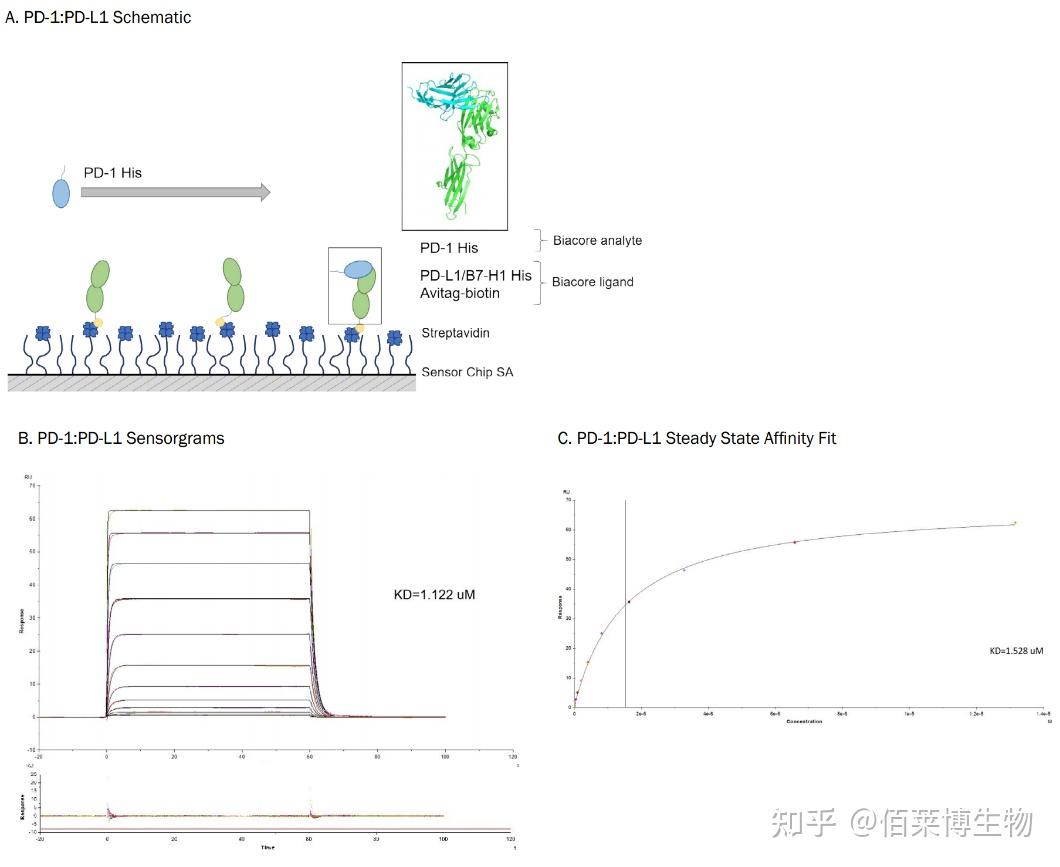 生物分子相互作用实验新利器：Avi-Tag 标签技术 - 知乎