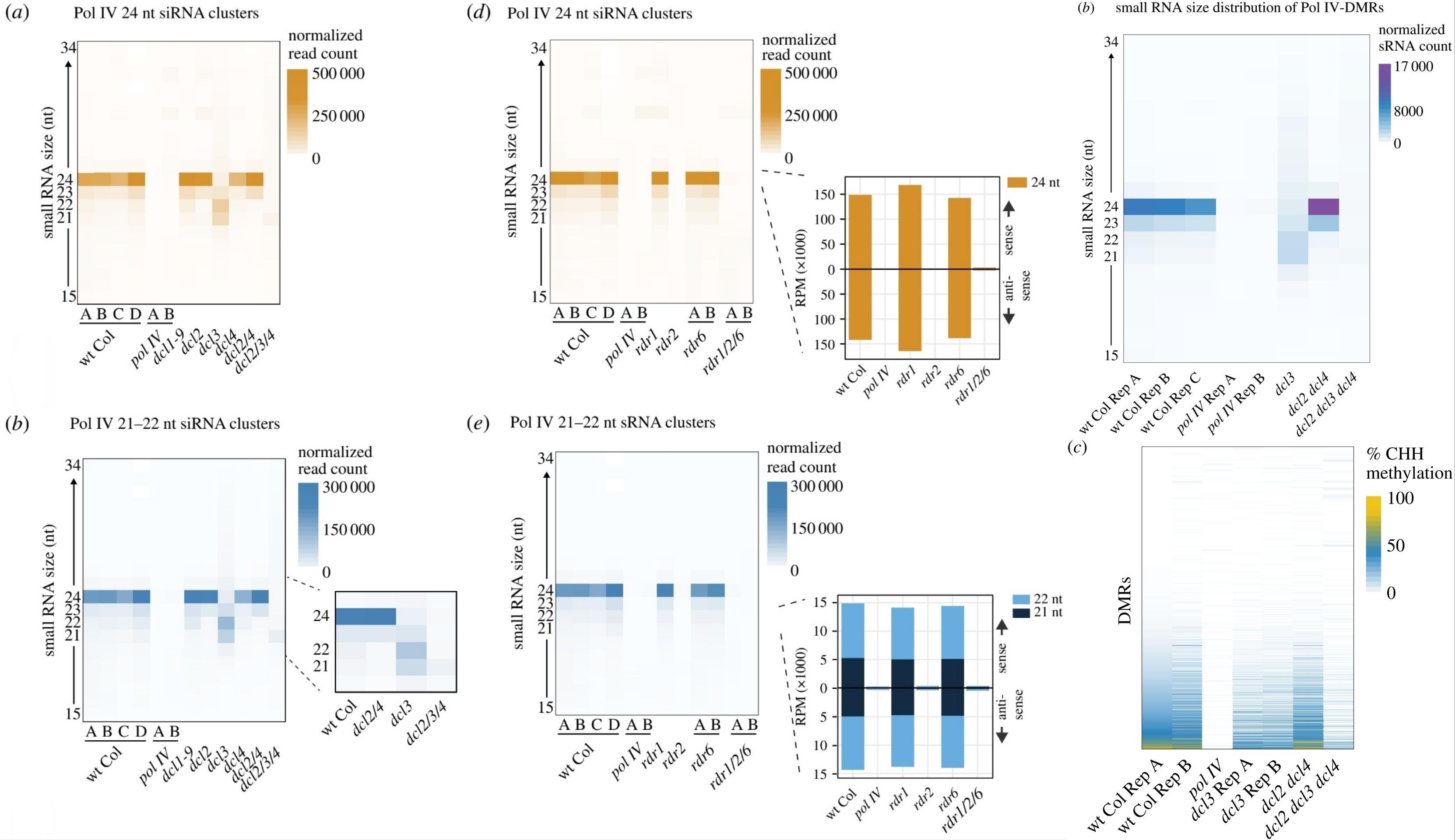 RNA干扰（一）——mi-！si-！pi-！ - 知乎