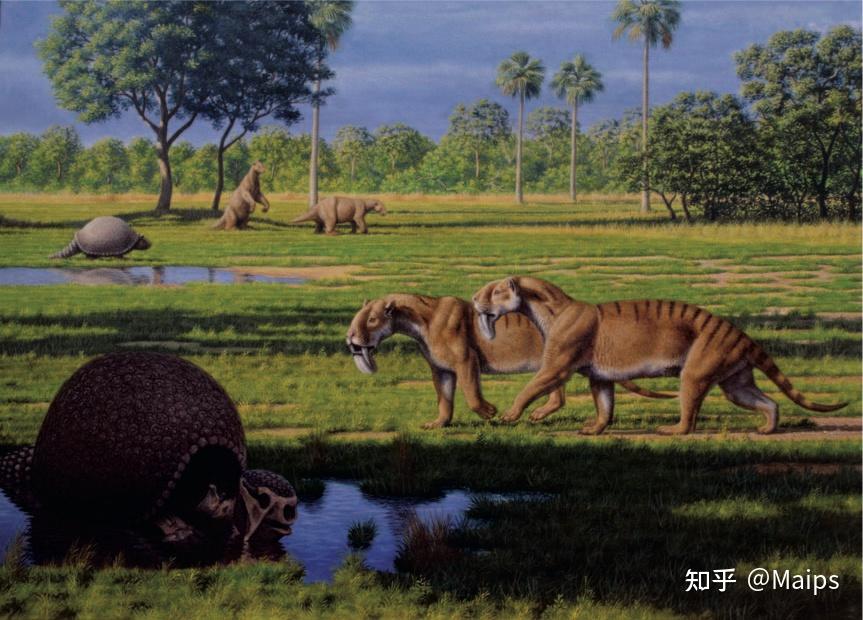 漫谈食肉后兽类 - 知乎