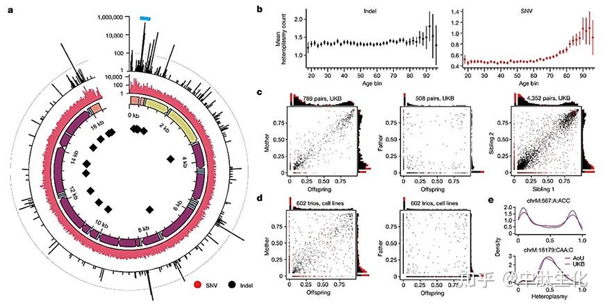 Nature：揭示人类mtDNA拷贝数和异质性的核遗传控制 - 知乎