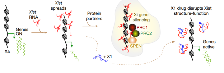 靶向Xist的RNA结合小分子来了 - 知乎
