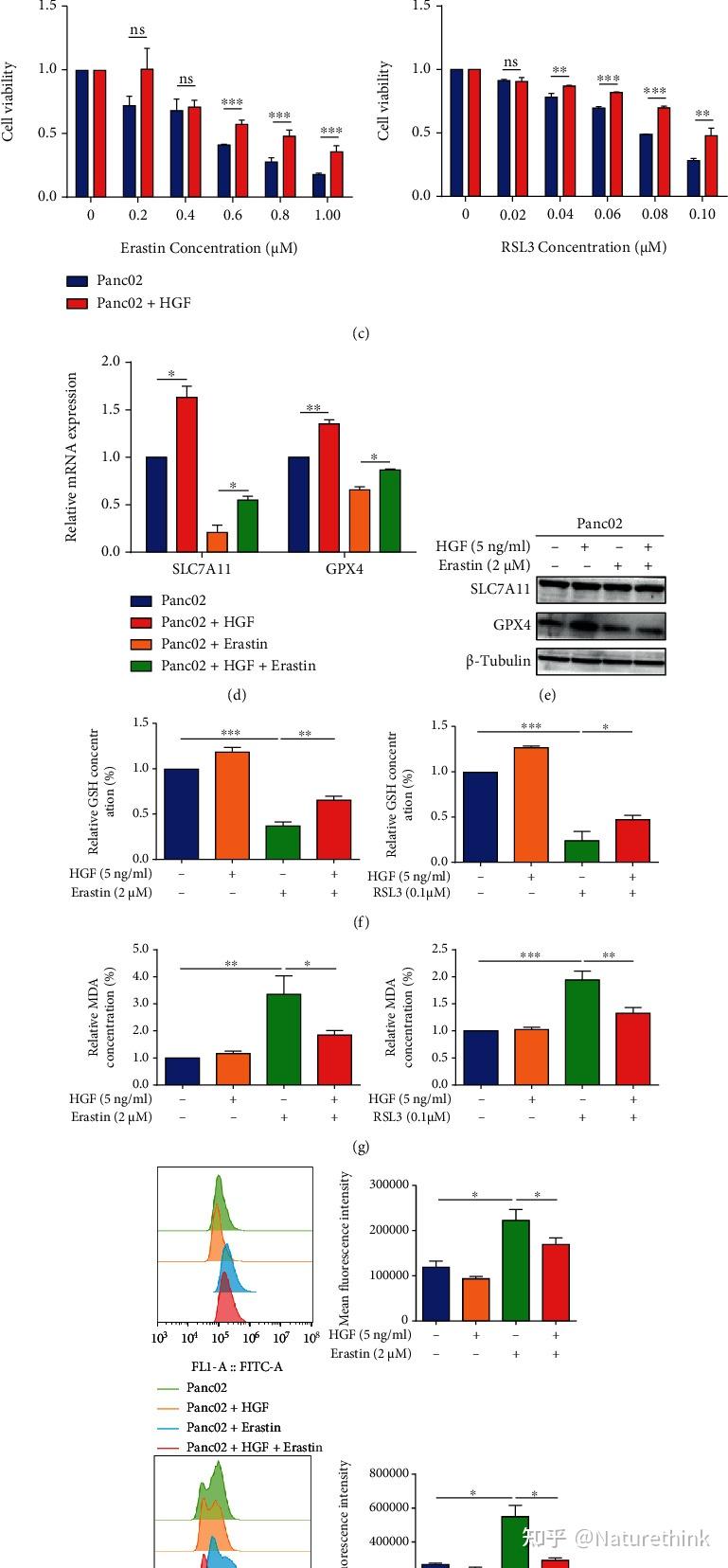 活化的星状细胞旁分泌HGF加剧胰腺癌细胞铁死亡抵抗力 - 知乎