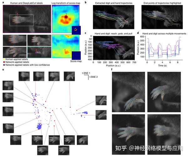 DeepLabCut：markerless pose estimation of user-defined body parts with ...