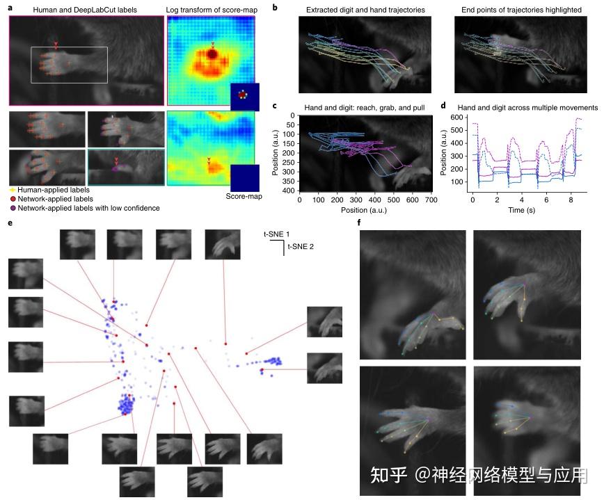 DeepLabCut：markerless pose estimation of user-defined body parts with ...