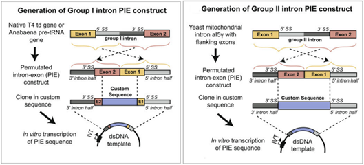 【耀文解读】环状RNA入行必备：RNA的体外环化方法 - 知乎