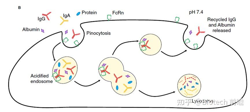 FcRn抗体丨 和铂医药三期临床成功，强生纳入突破性疗法 - 知乎