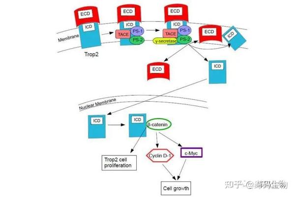 肿瘤免疫靶点 | TROP2 - 知乎