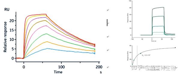 Biacore（SPR）生物分子相互作用技术 - 知乎