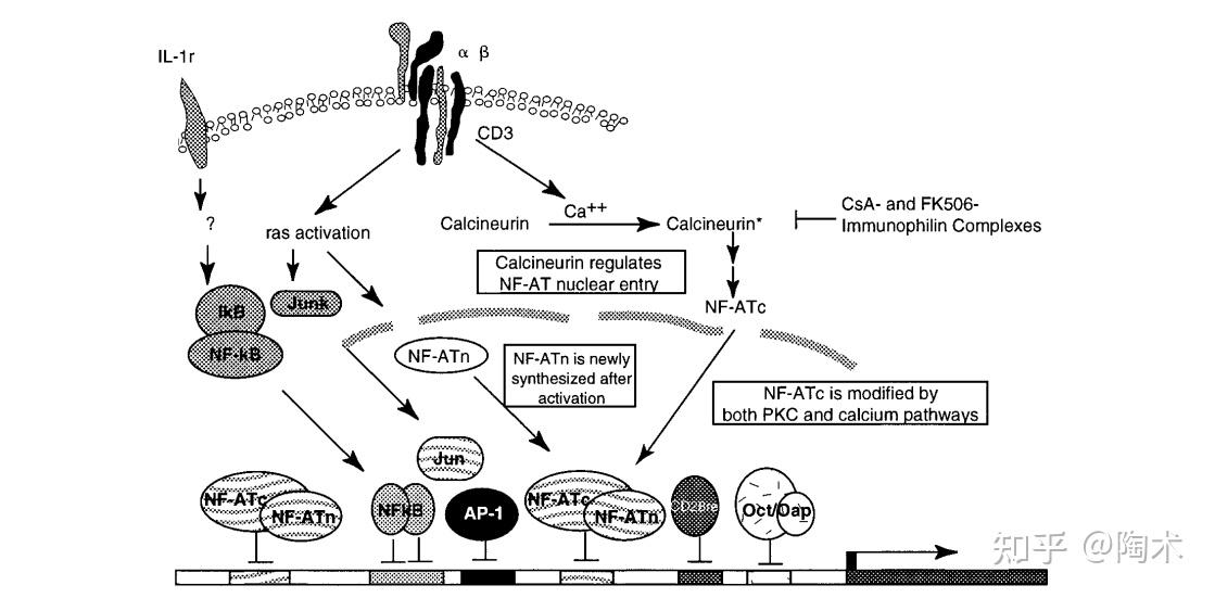 Cyclosporin A：天然小分子免疫抑制剂【TargetMol明星分子】 - 知乎