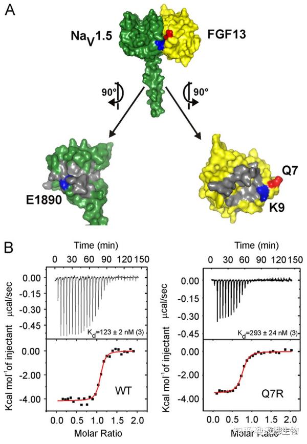 FGF12：调控多面手 - 知乎