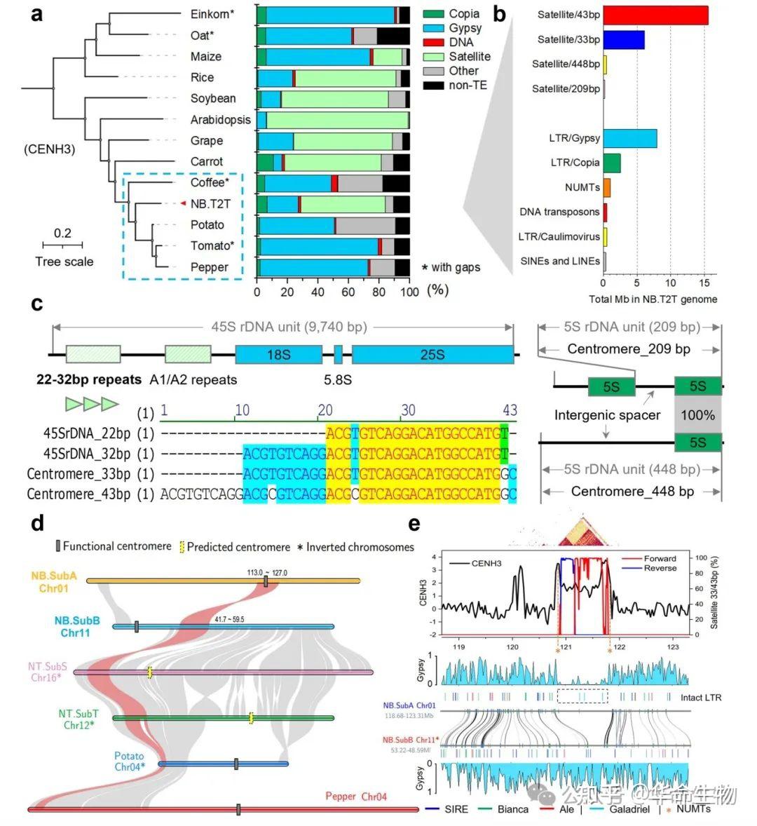 NP精选丨本氏烟草T2T基因组解析着丝粒复杂结构和演化 - 知乎