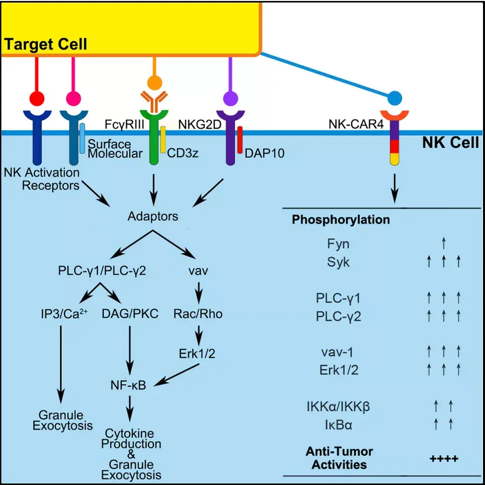 CAR-NK四种细胞来源及优缺点 - 知乎