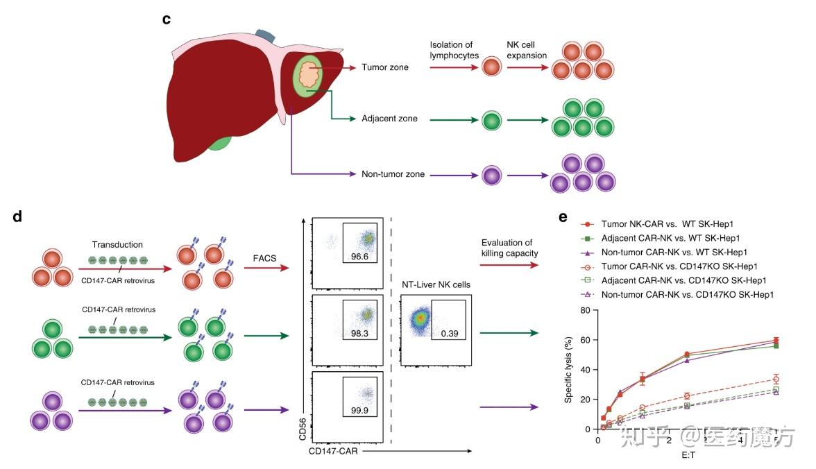 肝癌治疗新进展！CD147 CAR-NK：显示有效抗肿瘤活性 - 知乎