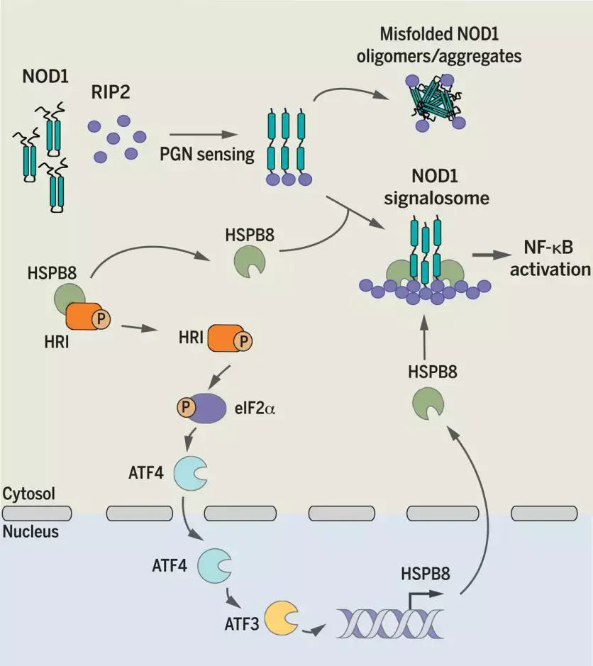 Science亮点推荐 | 首次发现细胞质中存在能调控天然免疫信号活化的未折叠蛋白应激通路 - 知乎