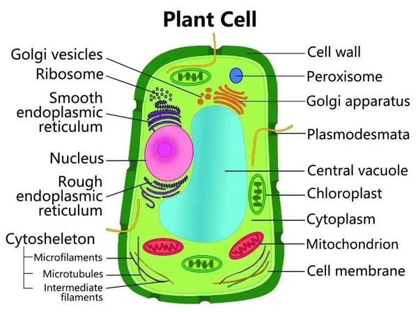一文带您了解亚细胞定位（Subcellular Localization） - 知乎