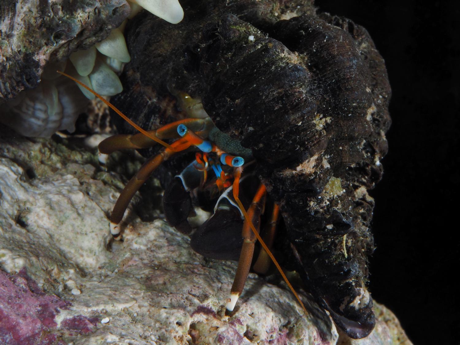 中国海寄居蟹总科图鉴 - 知乎