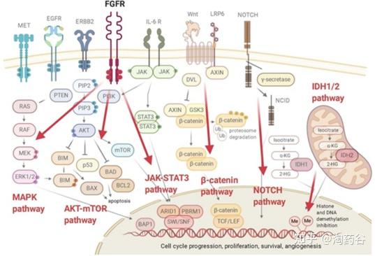 胆管癌要药佩米替尼获批新适应症，一文回顾FGFR2抑制剂在胆管癌内的应用 - 知乎