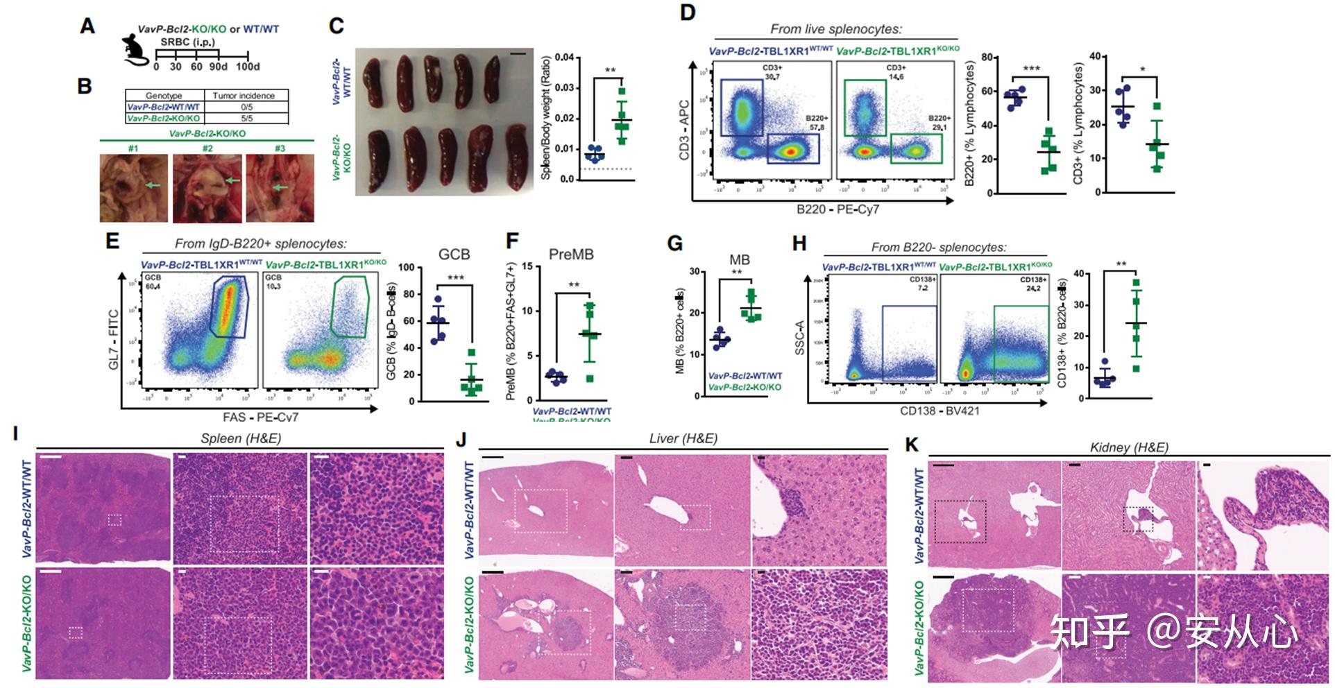 TBL1XR1突变通过诱导促肿瘤程序驱动结外淋巴瘤 - 知乎