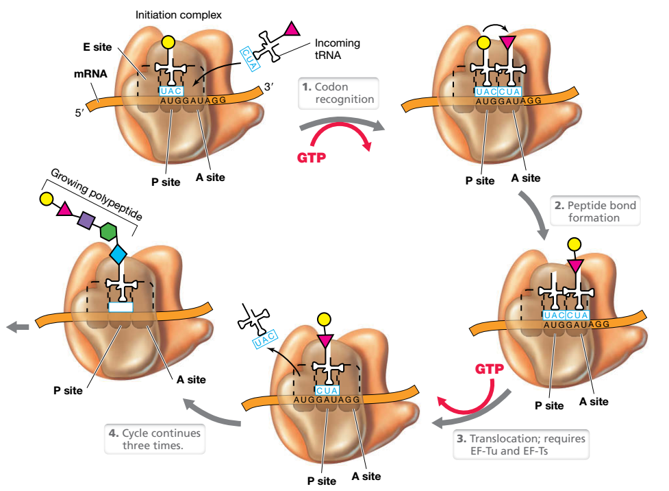 分子生物学整理|蛋白质笔记（六）核糖体结构及功能 - 知乎
